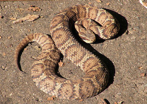 5 loại thức uống tăng cường sinh lực cho phái mạnh tại Hachi Hachi Blog